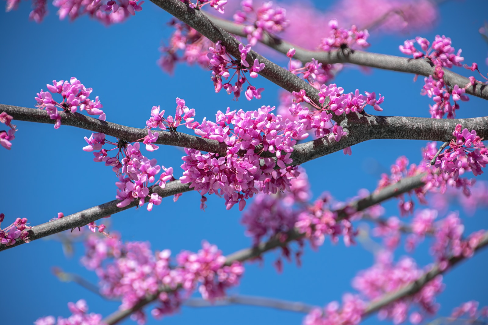5 flowering trees to be on the lookout for this spring | The Bama Buzz