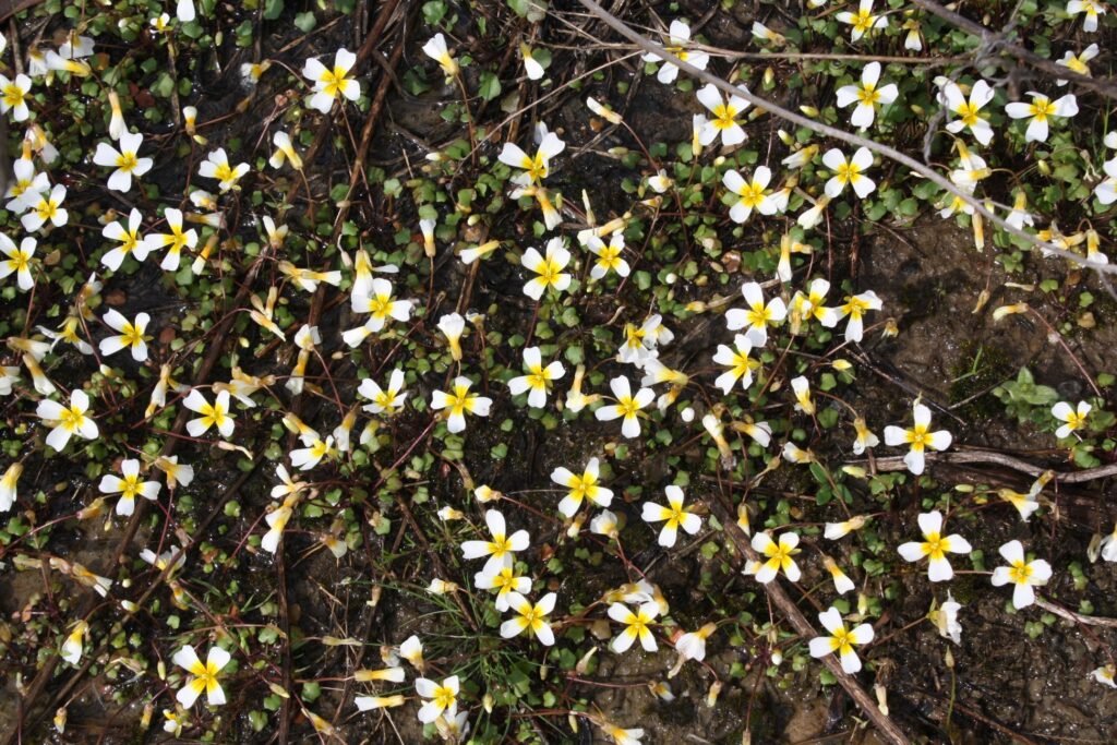 You’ll find these 31 amazing plants only in Alabama [PHOTOS] | The Bama ...