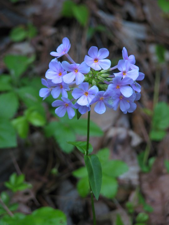 You’ll find these 31 amazing plants only in Alabama [PHOTOS] | The Bama ...