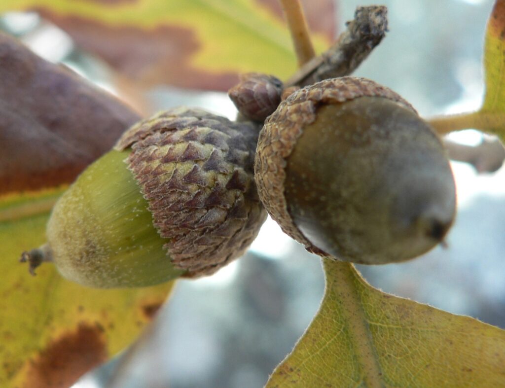 You’ll find these 31 amazing plants only in Alabama [PHOTOS] | The Bama ...